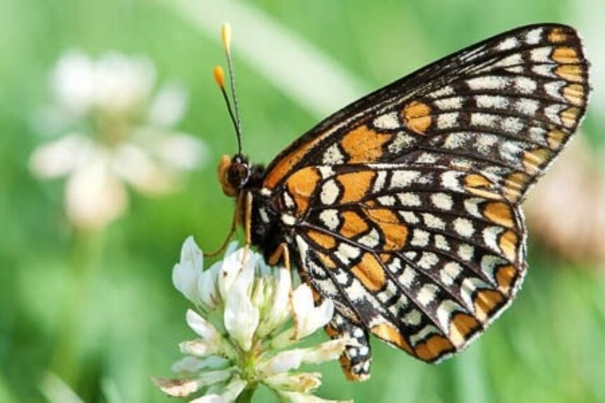 Baltimore Checkerspot
