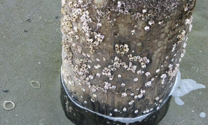 Barnacles