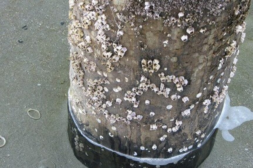 Atlantic oyster drill