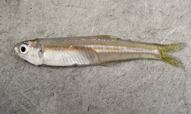 Bay Anchovy