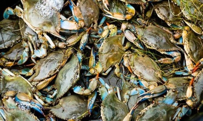 Blue crab