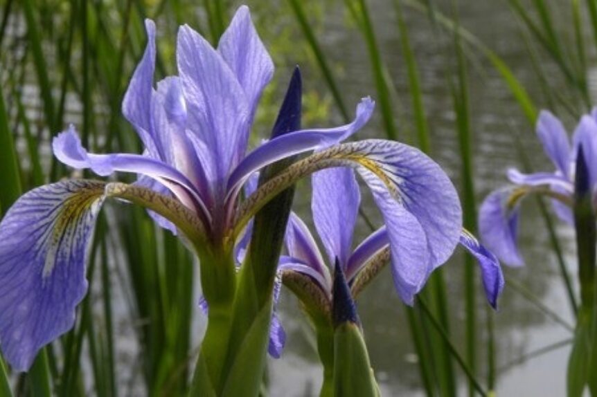 Common Snapping Turtle
