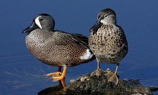Blue Teal Duck BTO Bird ID Garganey & Teal