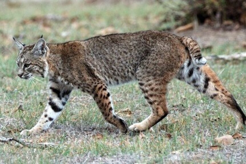 Northern Spring Peeper