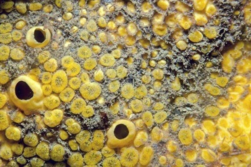 Baltimore Checkerspot