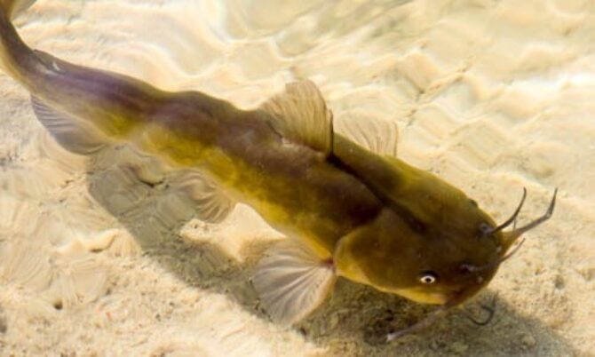 Brown Bullhead