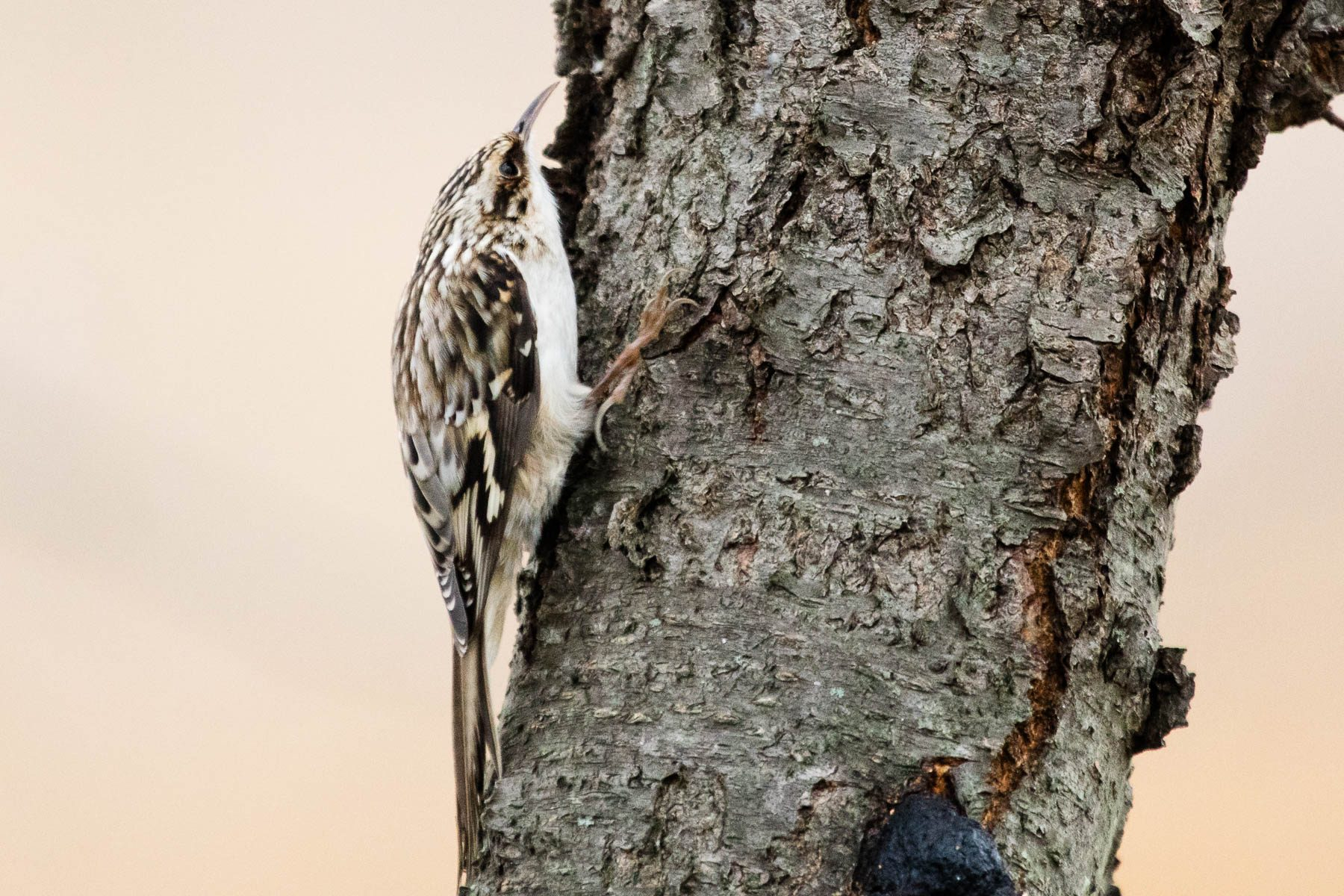 A busy bird with incredible camouflage