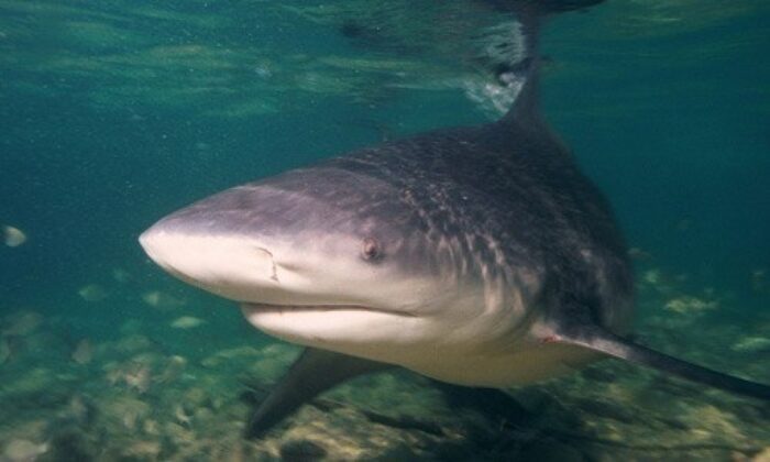 Bull Shark