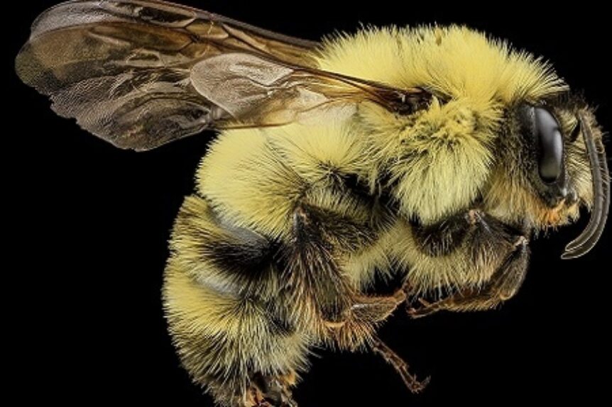 Eastern Garter Snake