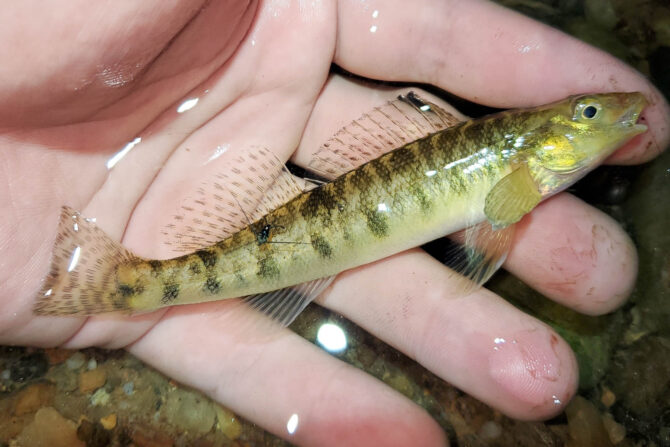 Chesapeake Logperch