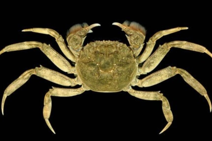Atlantic Ghost Crab