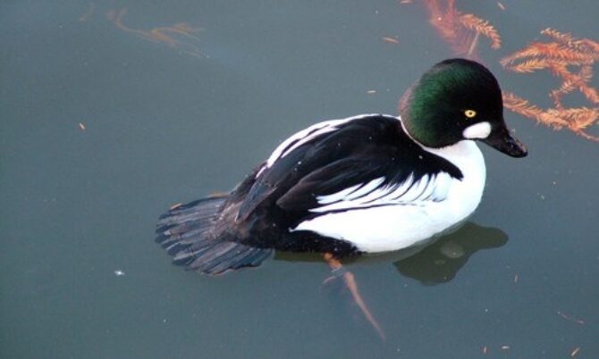 Common Goldeneye