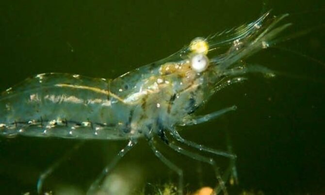 Common grass shrimp