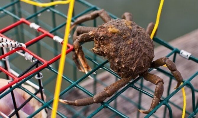 spider crab bbc