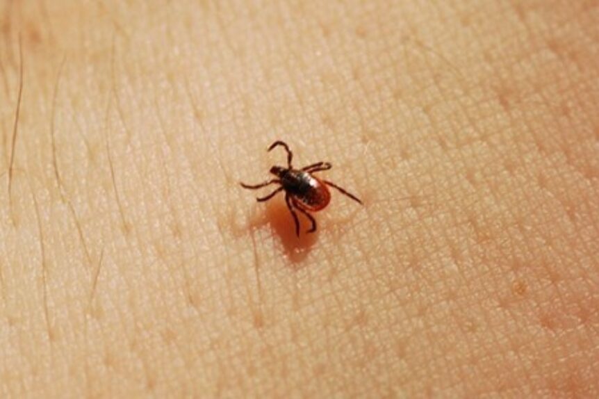 Eastern Gray Squirrel