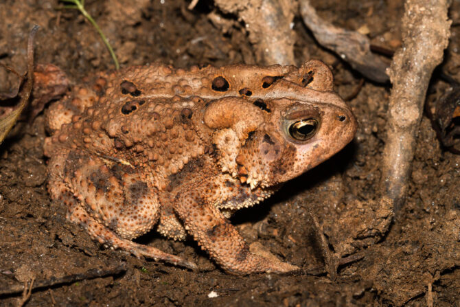 Eastern American toad