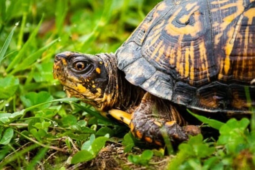Diamondback Terrapin