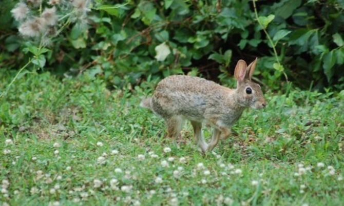 Eastern Cottontail