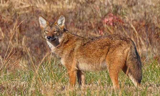 Eastern Coyote