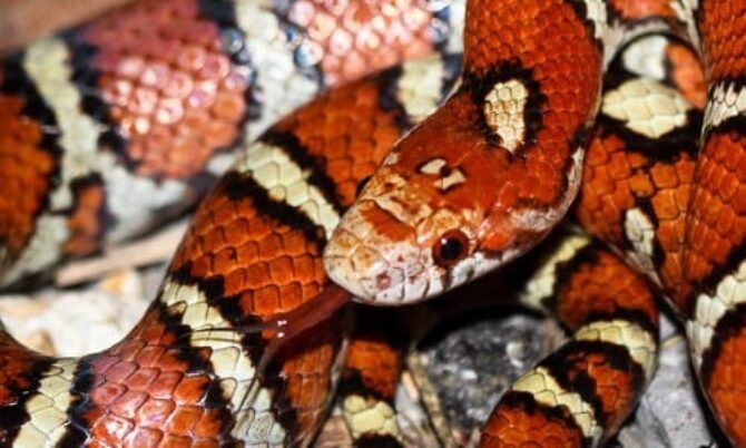 Juvenile Milk Snake Pueblan Milk Snake For Sale Captive Bred Milk