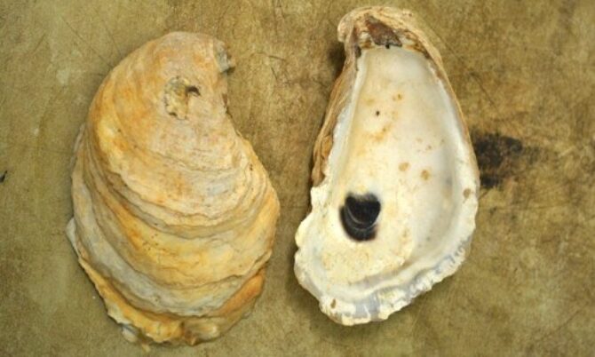 Eastern Oyster