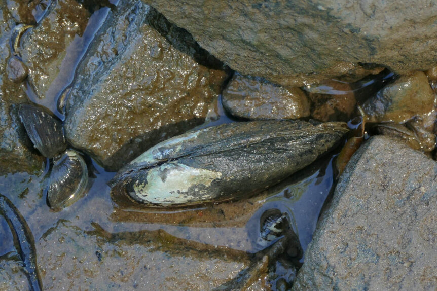 American Eel