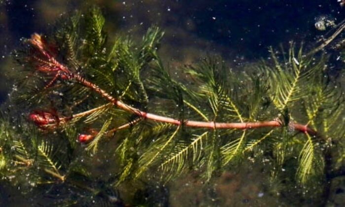 Eurasian Watermilfoil