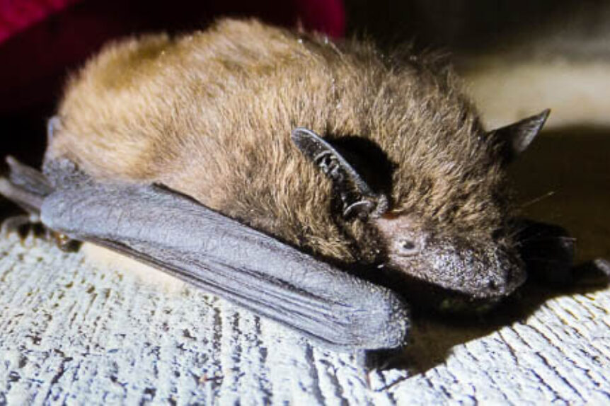 Little Brown Bat