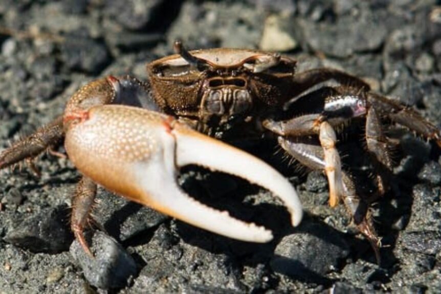 Northern Spring Peeper