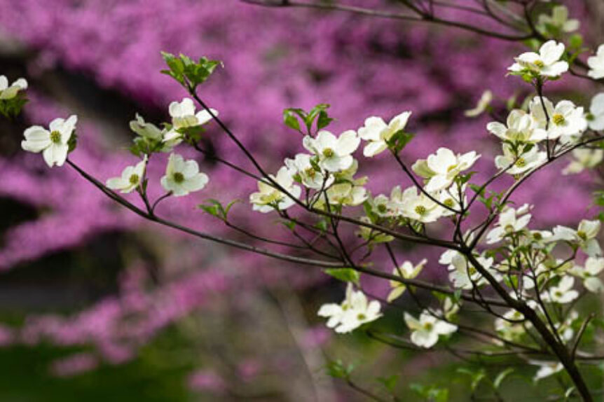 Baltimore Checkerspot