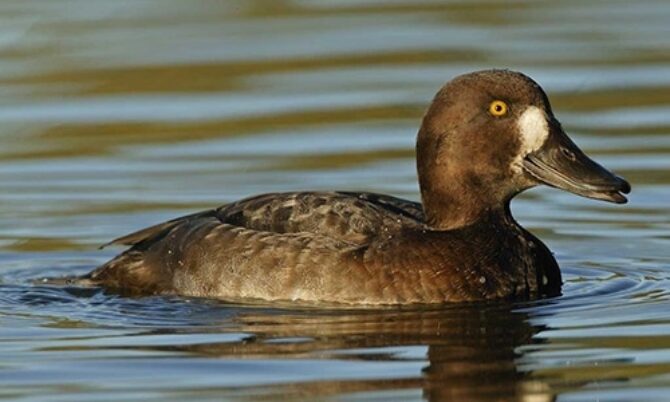 Greater Scaup