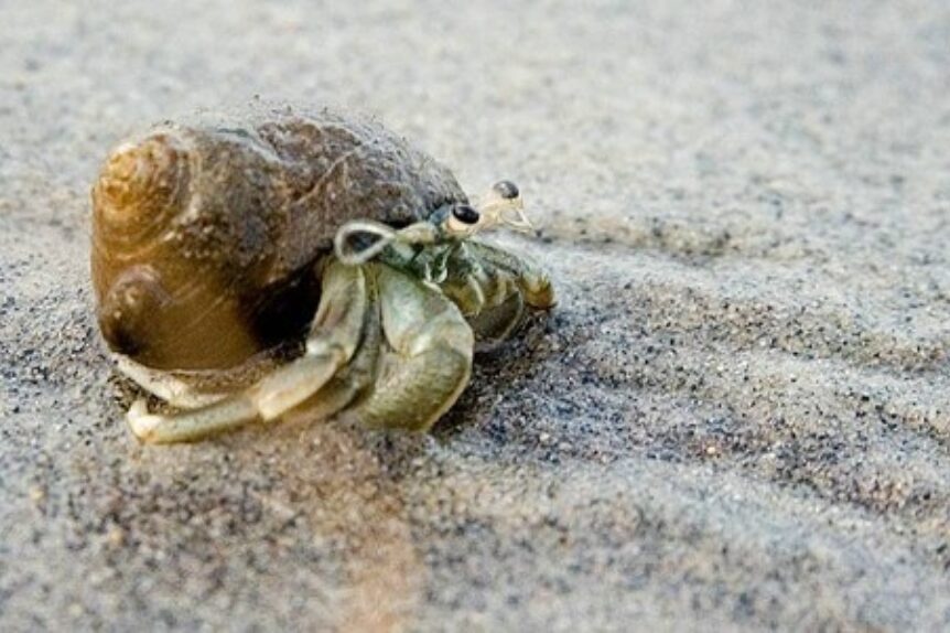 Atlantic ghost crab