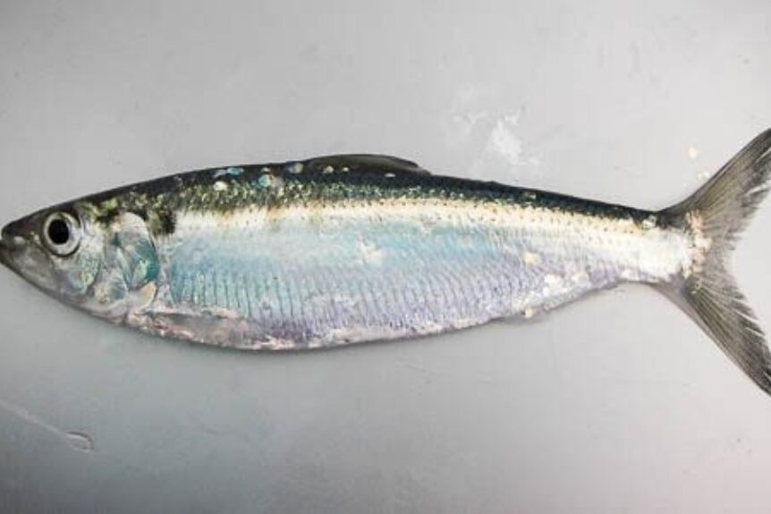 Blueback Herring