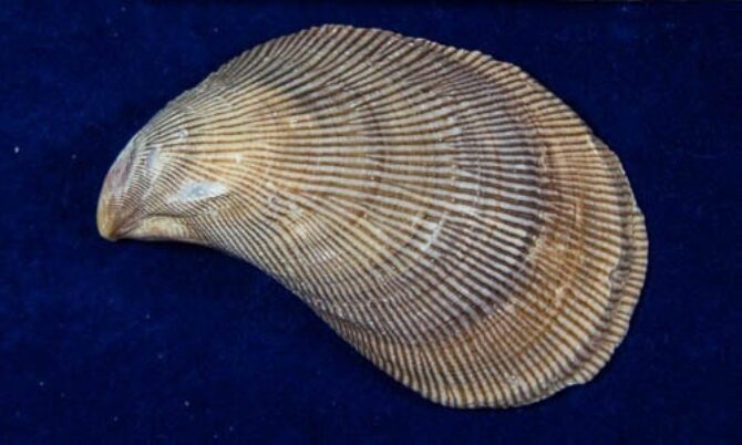 Hooked mussel