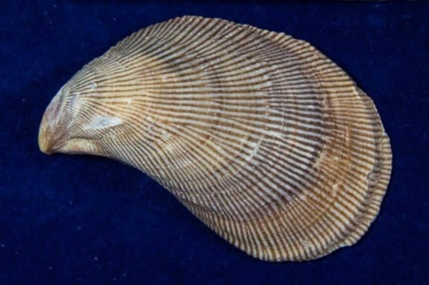 Atlantic ribbed mussel