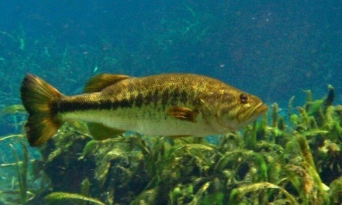 Largemouth Bass