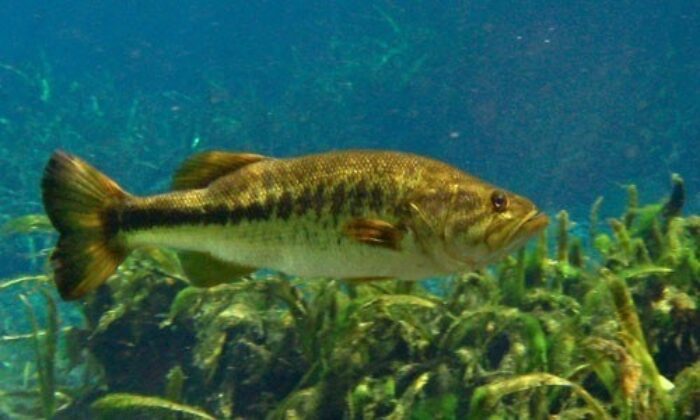 Largemouth Bass Fishing Facts Bass Habitat Bass Spawn Largemouth Bass