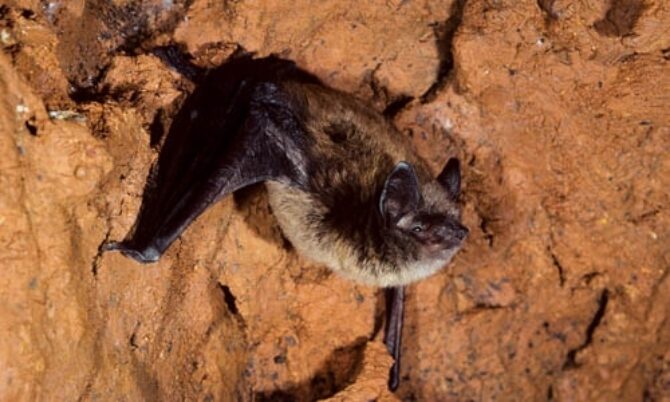 Little brown bat