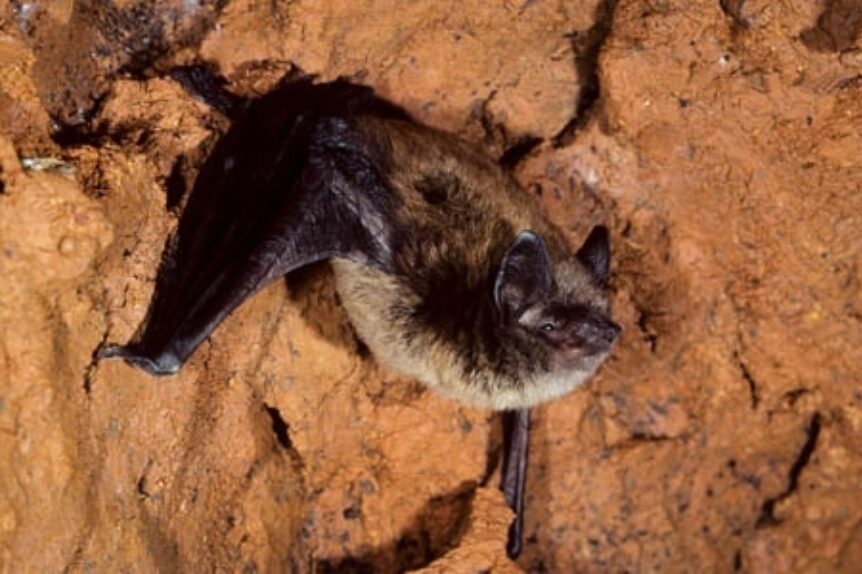 Eastern Red Bat
