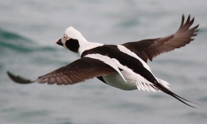 White Duck Tail
