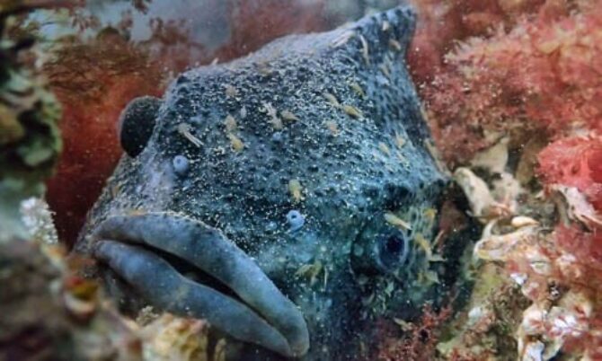 Lumpfish