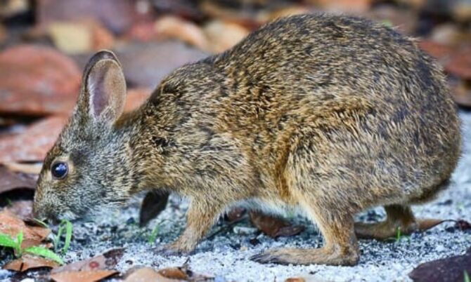 Marsh Rabbit