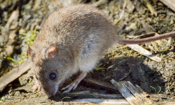 Marsh Rice Rat