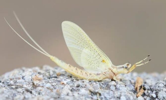 Mayflies