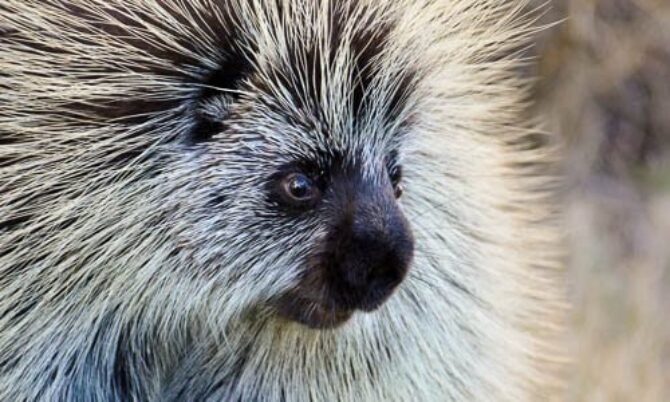 North American Porcupine