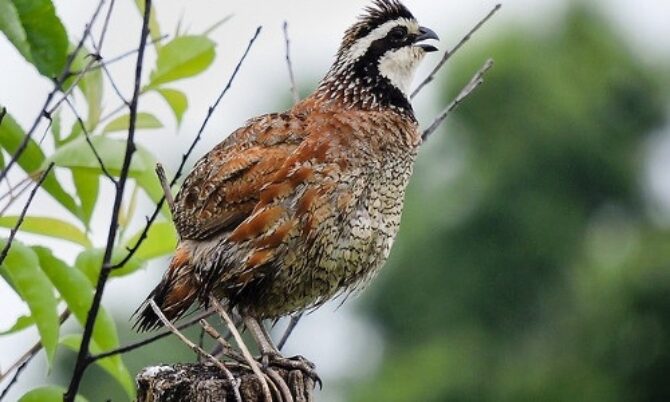 Northern Bobwhite