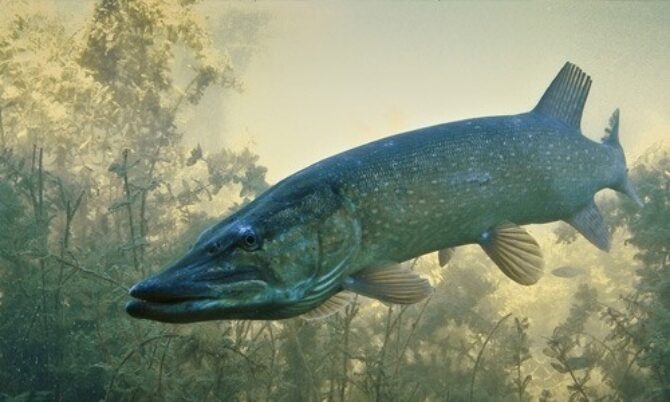 Northern Pike
