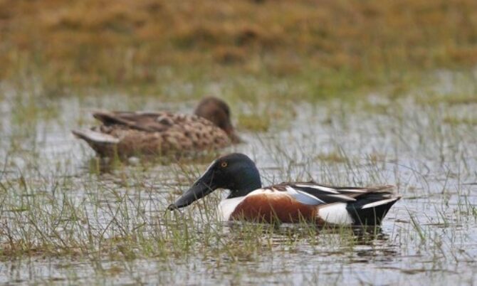 Northern Shoveler