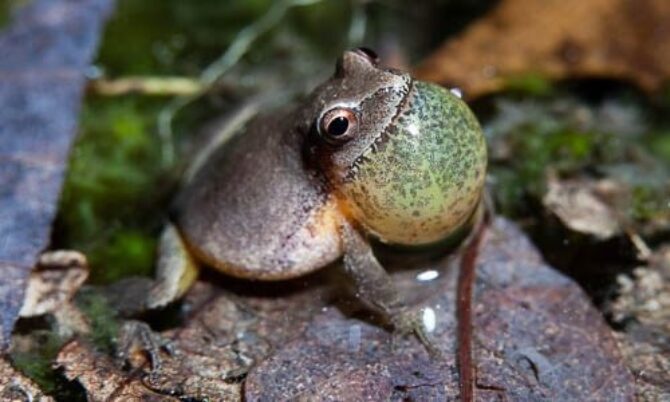 Northern Spring Peeper