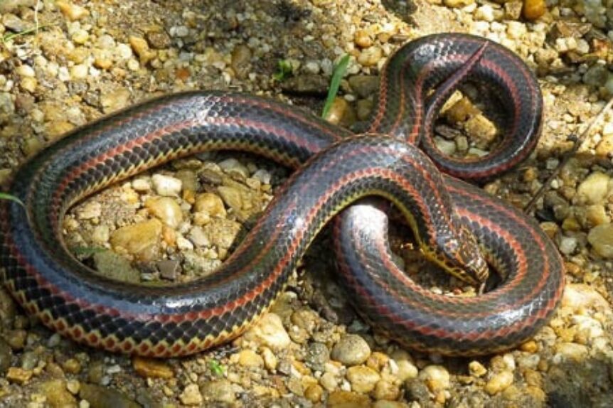 American Eel